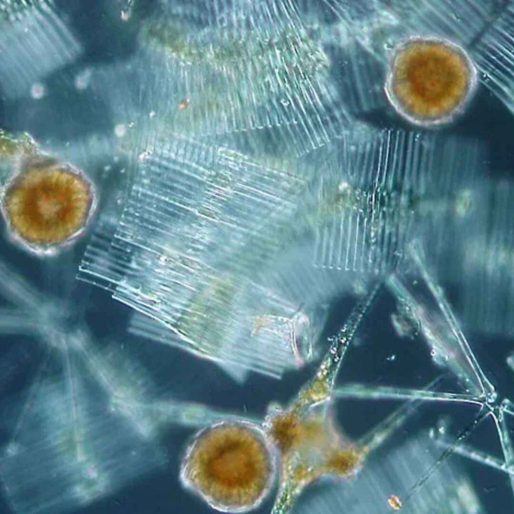 THE TARAMAR WAY | Marine superfood for the skin